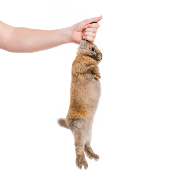 Hand holding rabbit Stock Photos, Royalty Free Hand holding rabbit ...