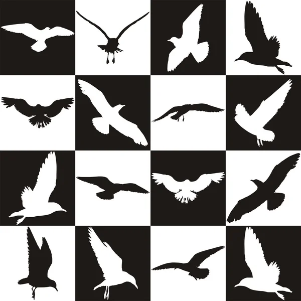 Vola Vector Art Stock Images | Depositphotos