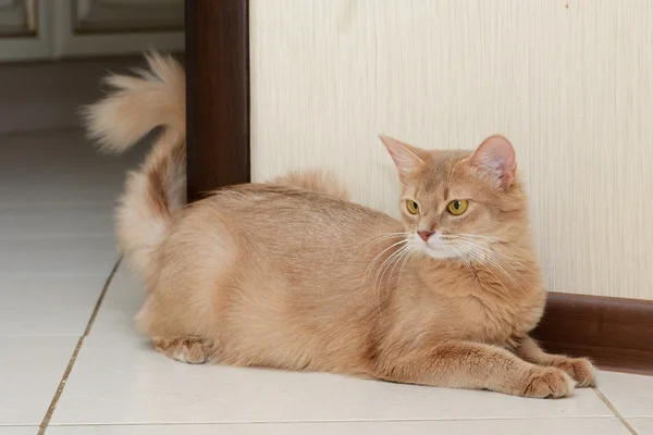 Sorrel Somali Cat