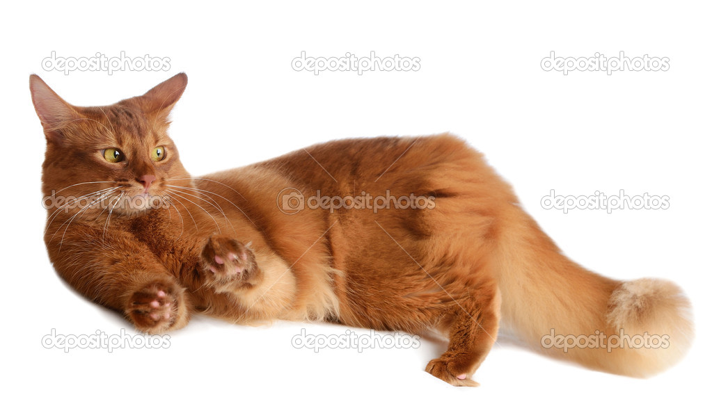 Sorrel Somali Cat
