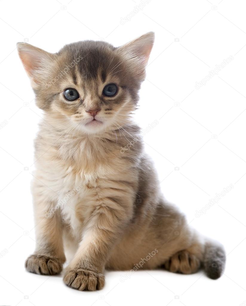 Cute somali kitten Stock Photo by ©nelik 36629697