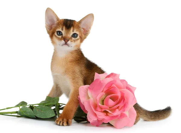 Gato con una rosa fotos de stock, imágenes de Gato con una rosa sin ...