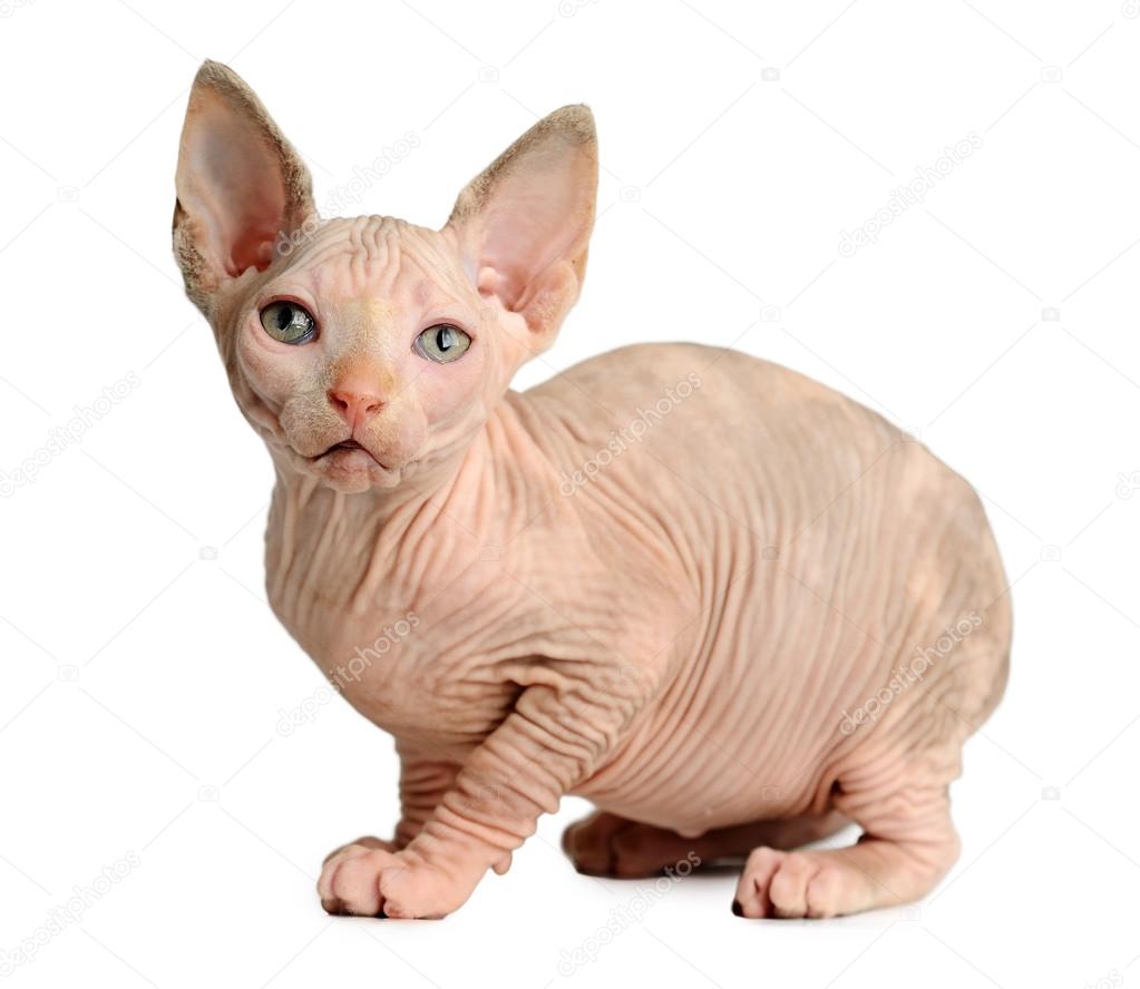 The Canadian sphynx isolated on white background Stock Photo by ©nelik ...