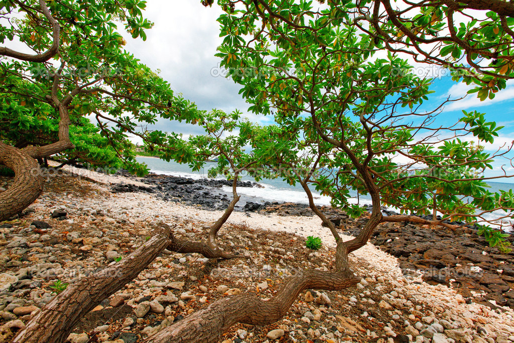 Tropical beach with tree brenches over rocks. Maui. Hawaii. — Stock ...