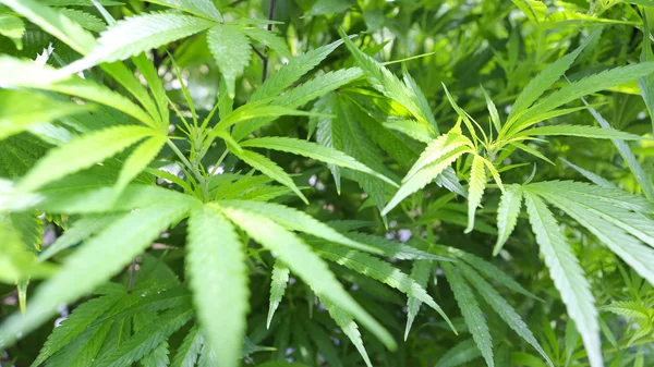 Marijuana ( cannabis), hemp plant growing inside of the green ho ...