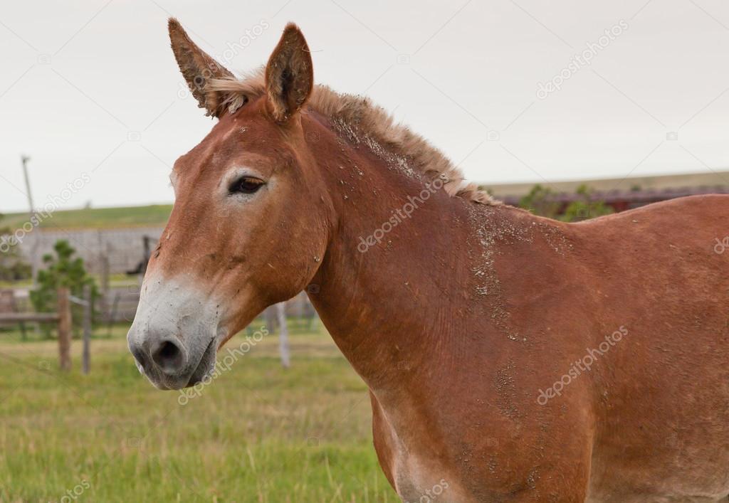 Dirty Mule — Stock Photo © tamifreed #13244756