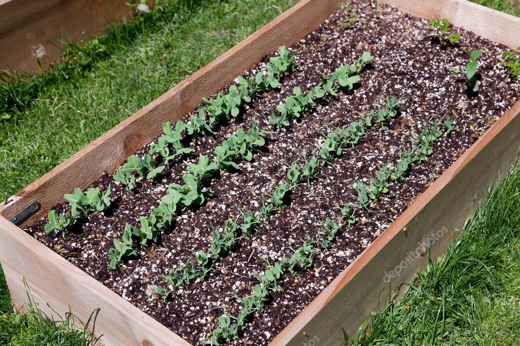 Pea Plants in Raised Bed Stock Photo by ©tamifreed 26485371