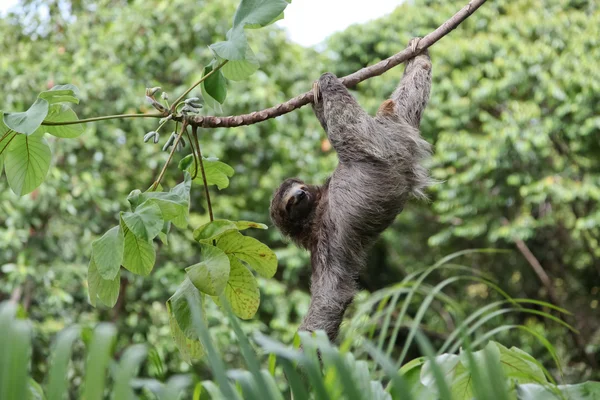 Three Toed Sloth Reaching — Stock Photo © tamifreed #26637725