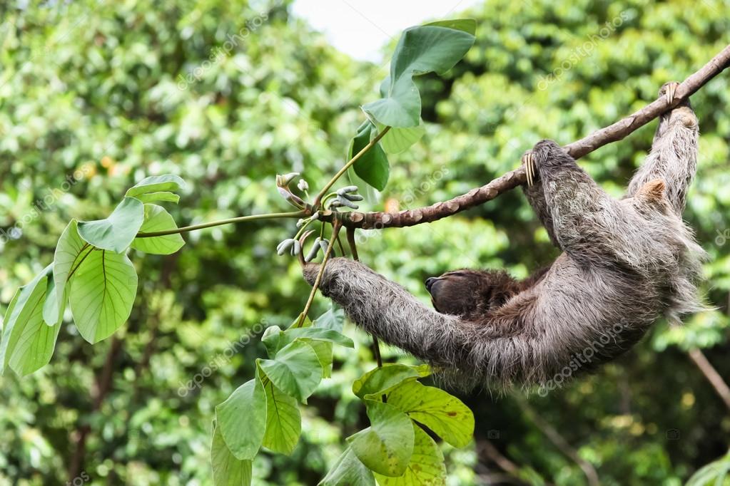 Three Toed Sloth Reaching — Stock Photo © tamifreed #26637725
