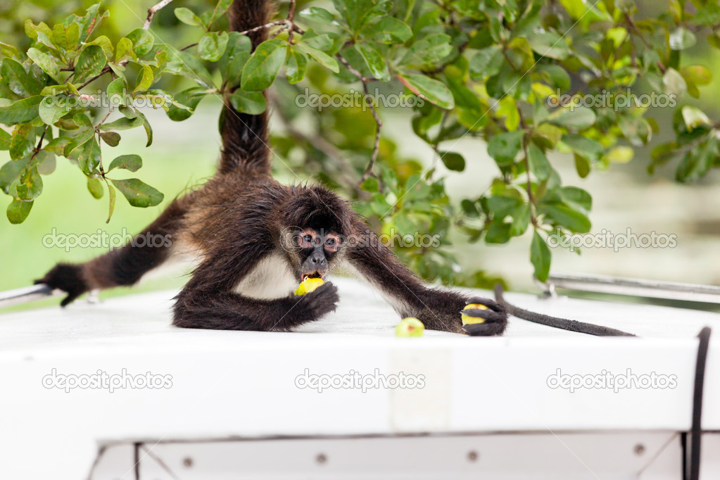 Spider Monkey Eating