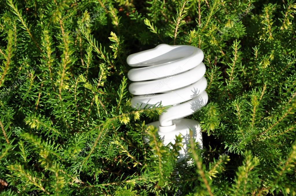 Save energy bulb with pine tree background — Stock Photo © payphoto ...