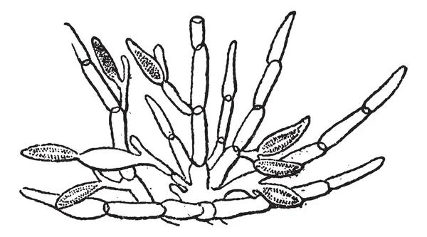 Fucus Labelled Diagram