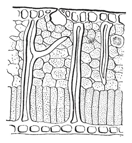 Stomata Vector Art Stock Images | Depositphotos