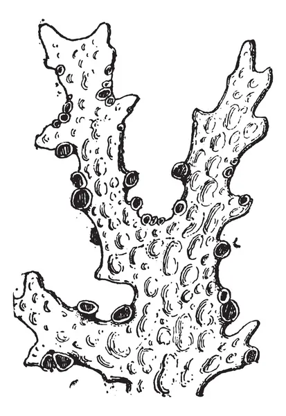 ᐈ Symbiosis stock illustrations, Royalty Free symbiosis vectors ...