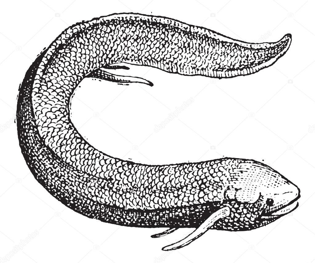 South American Lungfish or Lepidosiren paradoxa, vintage engravi Stock ...