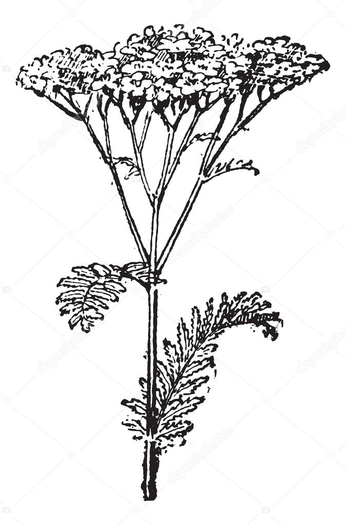 Yellow Yarrow Illustration