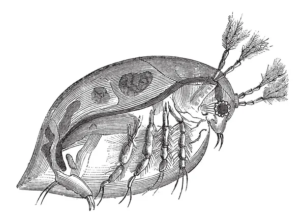 Zooplankton Drawing