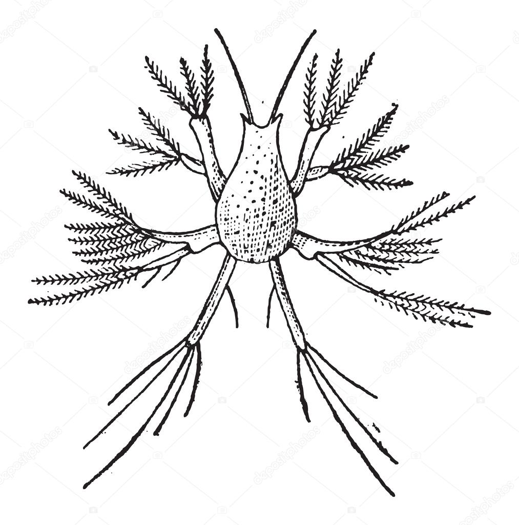 Copepod Drawing