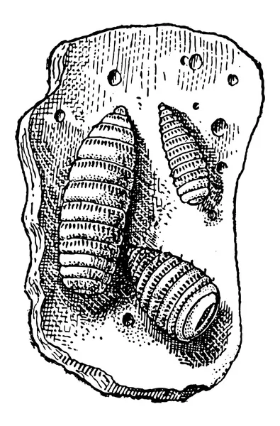 Dragonfly larvae illustration - dikineu