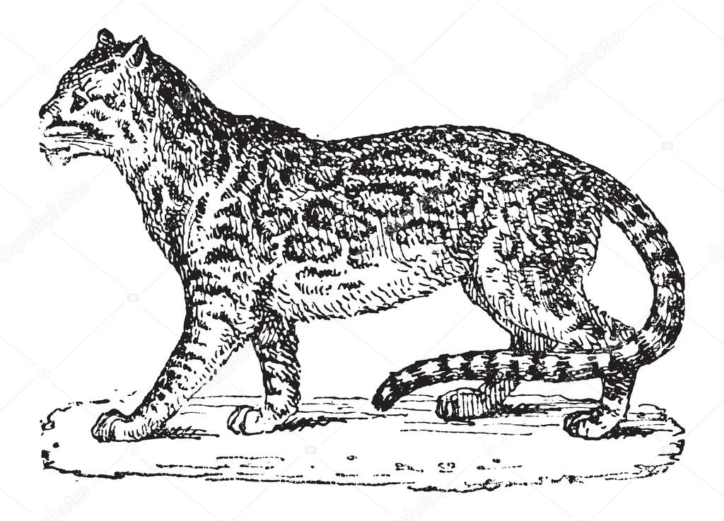 Ocelot or Dwarf Leopard or Leopardus pardalis, vintage engraving ...