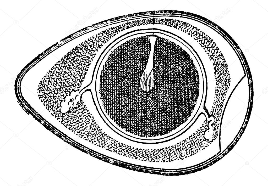 Cross-section of a Chicken Egg, vintage engraving Stock Illustration by ...