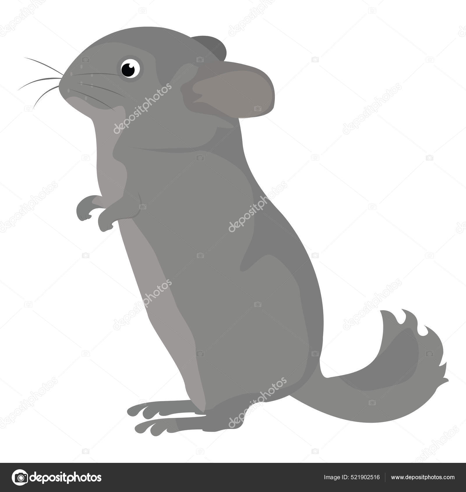 Chinchilla Animal Illustration Vector White Background Stock Vector ...