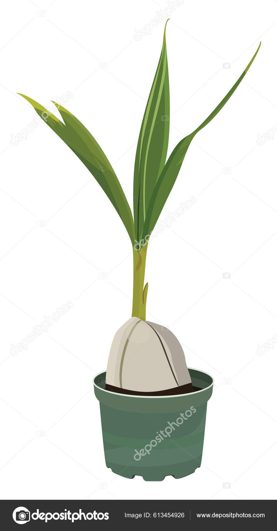 Árbol Coco Semilla Ilustración Vector Sobre Fondo Blanco Vector de stock #613454926 de ©Morphart