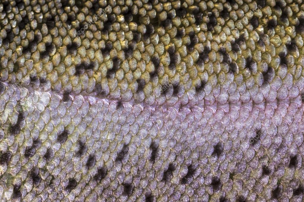 Healthy Fish Scales- Macro Shot — Stock Photo © tab62 #12053586
