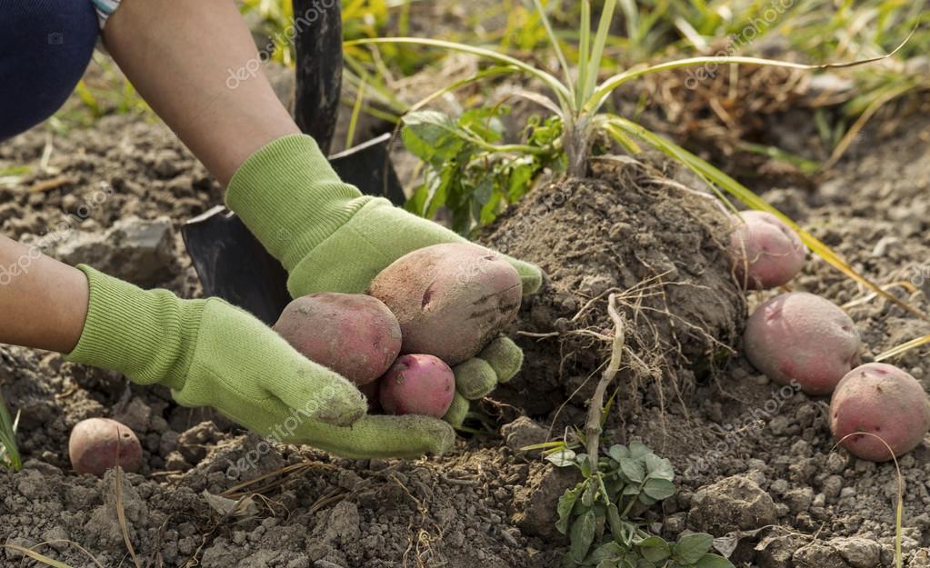 Digging Fresh Red Potatoes from Ground Stock Photo by ©tab62 13199555
