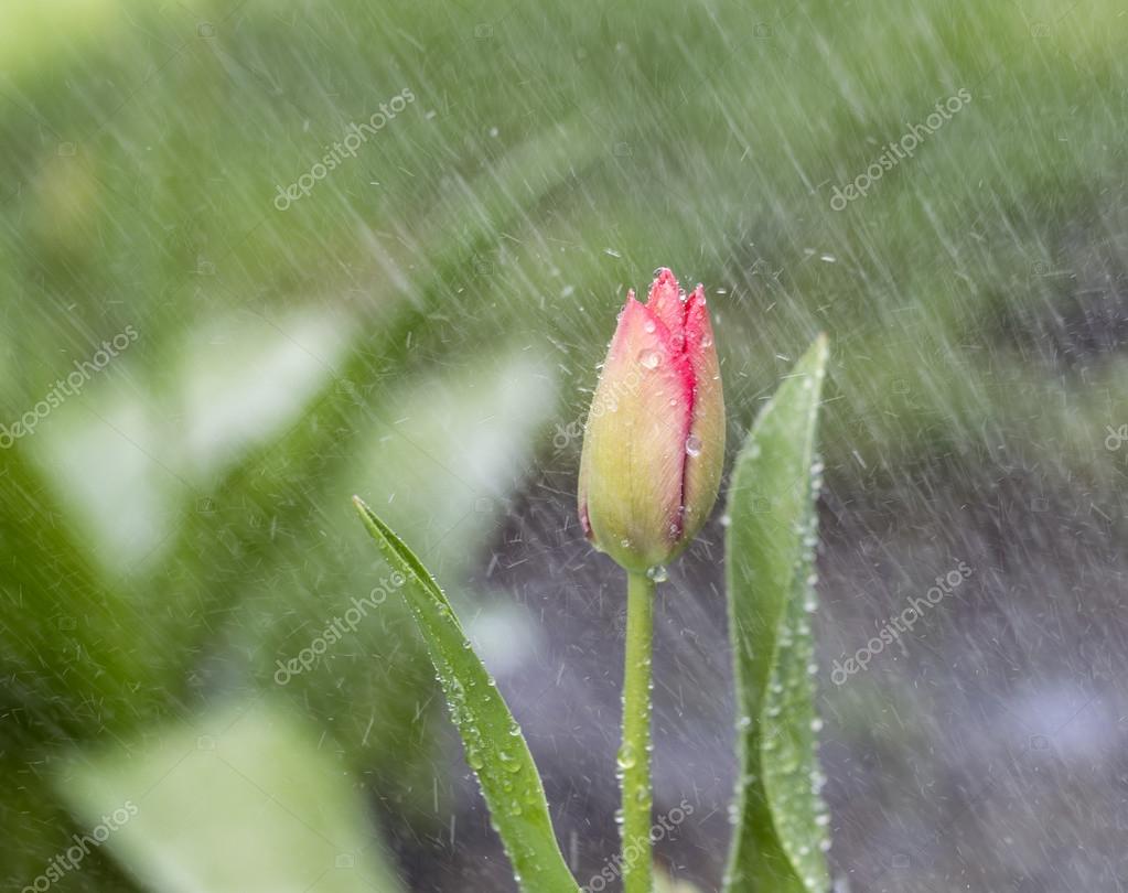 Images: spring rain and flowers | Single Flower in Spring Rain — Stock ...