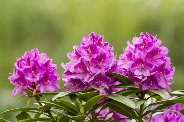 Rhododendron Stock Photos, Royalty Free Rhododendron Images | Depositphotos
