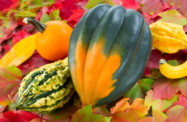 Fall squash Stock Photos, Royalty Free Fall squash Images | Depositphotos
