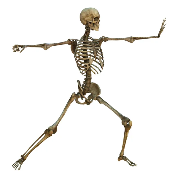 Scary skeleton Stock Photos, Royalty Free Scary skeleton Images ...
