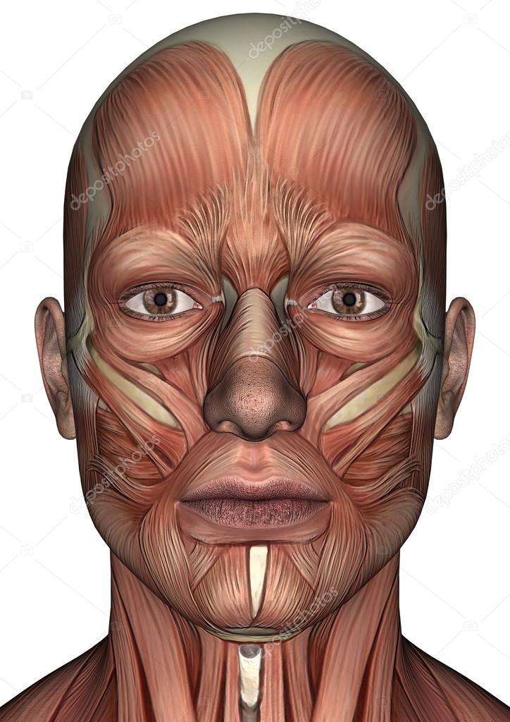 Male Anatomy Face Stock Illustration by ©PhotosVac #41323531