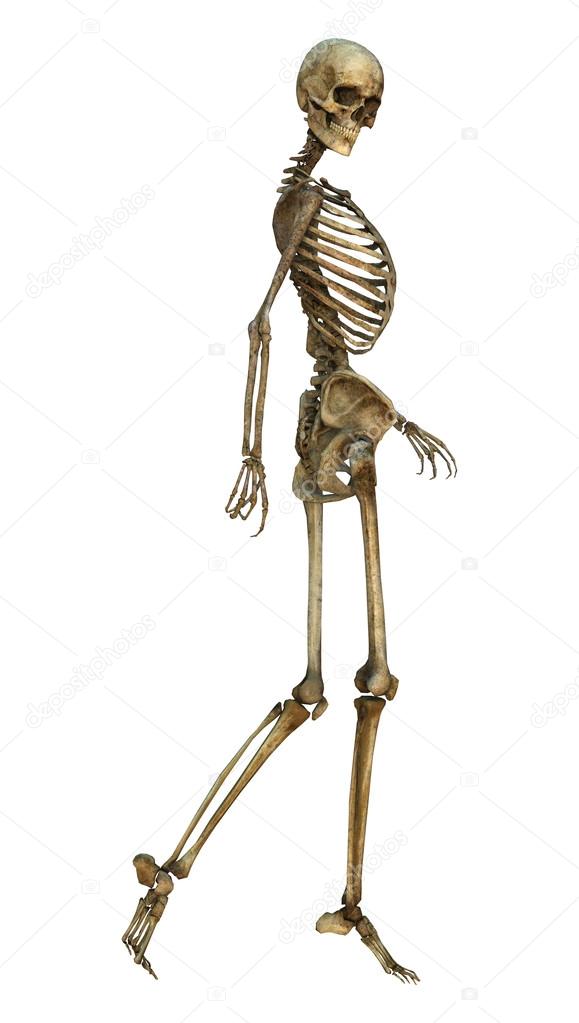Smiling Skeleton Stock Photo by ©PhotosVac 46815211