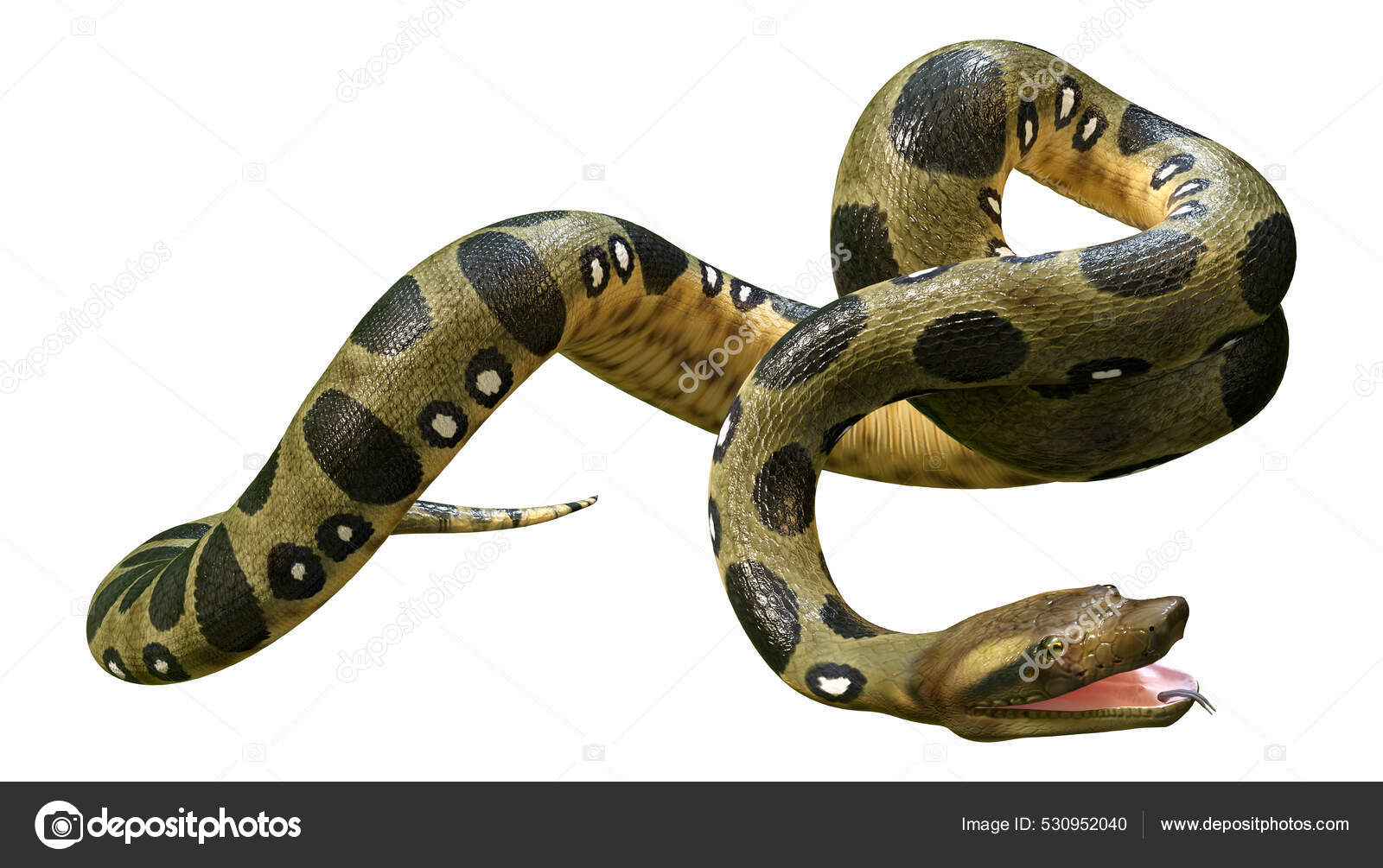 Rendering Green Anaconda Eunectes Murinus Common Anaconda Orwater Boa ...