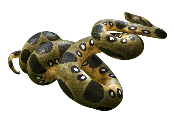 Anaconda boa Stock Photos, Royalty Free Anaconda boa Images | Depositphotos