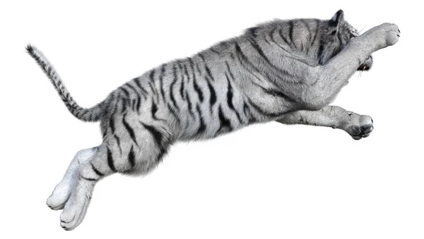 White tiger jump Vector Art Stock Images | Depositphotos
