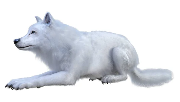 Wolf render Stock Photos, Royalty Free Wolf render Images | Depositphotos