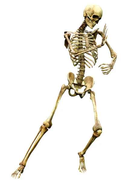 Rendering Human Skeleton Isolated White Background — Stock Photo ...