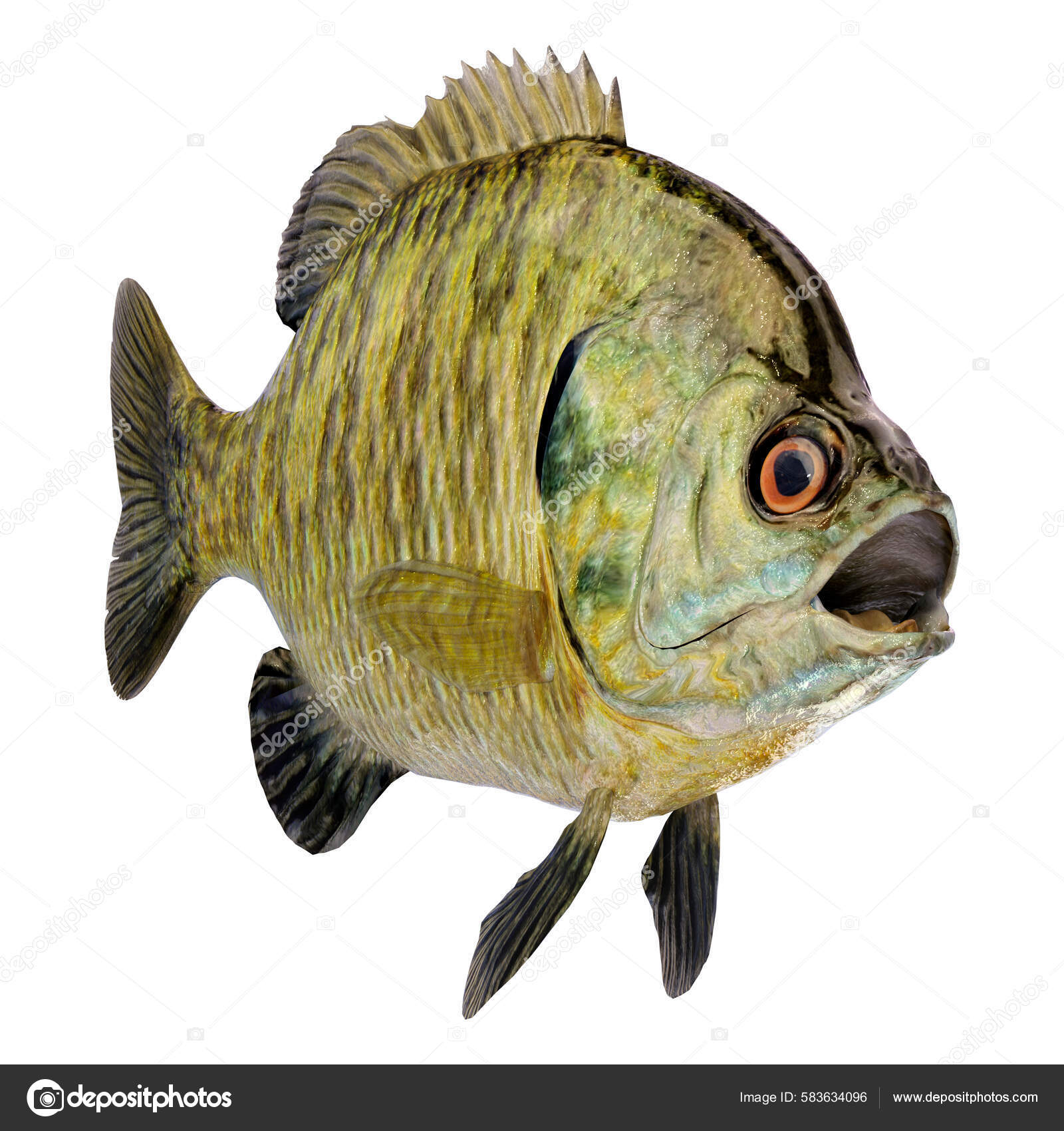 Rendering Bluegill Fish Lepomis Macrochirus Isolated White Background ...