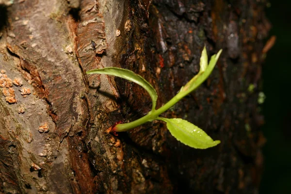 Germinating tree Stock Photos, Royalty Free Germinating tree Images ...