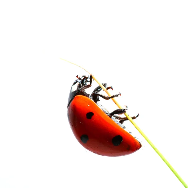 Ride ladybug images libres de droit, photos de Ride ladybug | Depositphotos