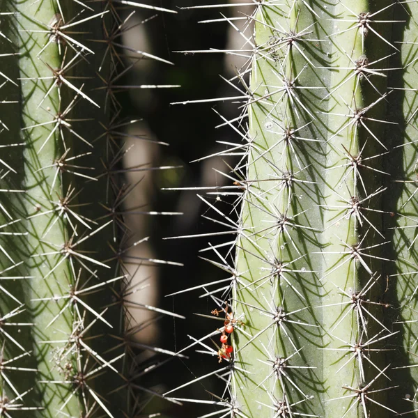 Plants with thick waxy leaves | Cactus plant spines — Stock Photo ...