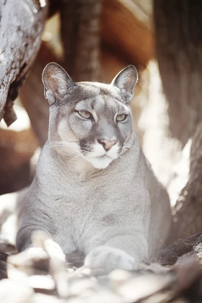 Puma sentado Stock Photos, Royalty Free Puma sentado Images | Depositphotos