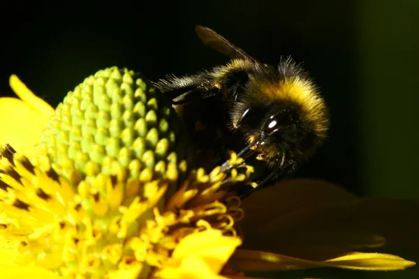 Work bee Pictures, Work bee Stock Photos & Images | Depositphotos®