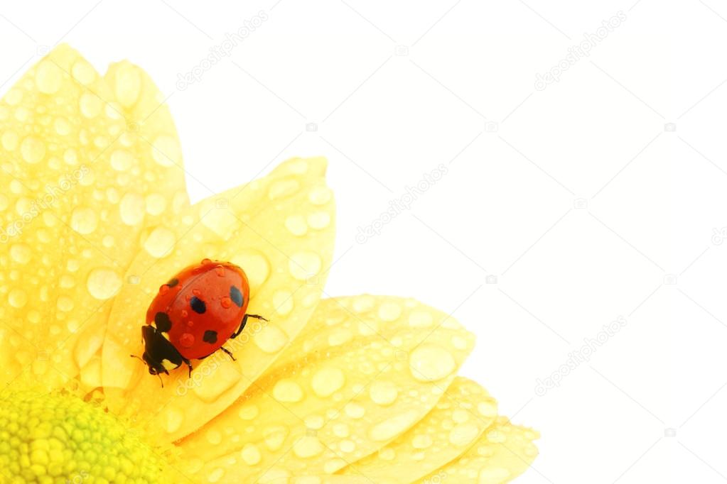 Ladybug on yellow flower Stock Photo by ©yellow2j 31083399