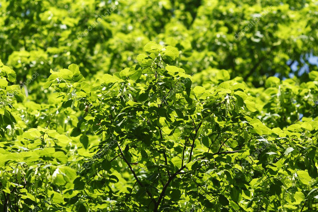Linden tree Stock Photo by ©yellow2j 34742055