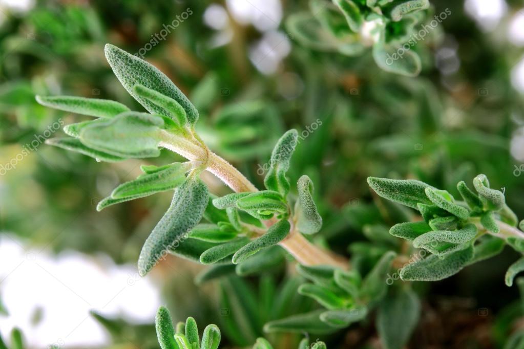 Macro Foto de hojas de tomillo y tallo 2024