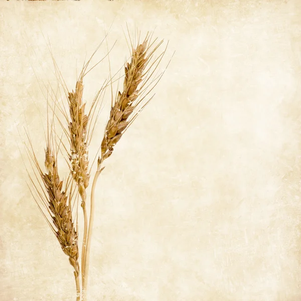 Wheat grains background Stock Photos, Royalty Free Wheat grains ...